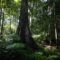 √ 10+ Tumbuhan Hutan Hujan Tropis Indonesia dan Ciri-Ciri Khasnya